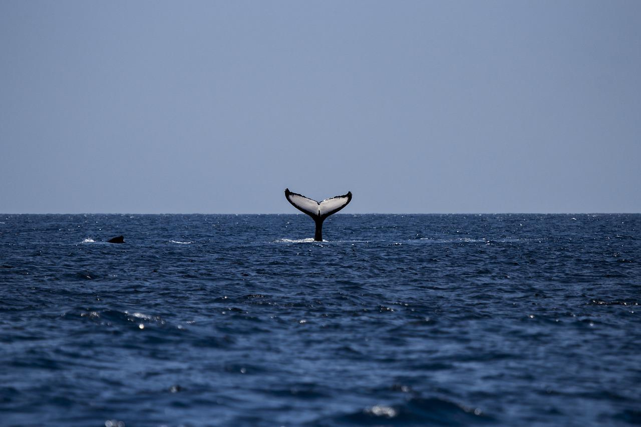 Marine Acoustics Services | Underwater Noise